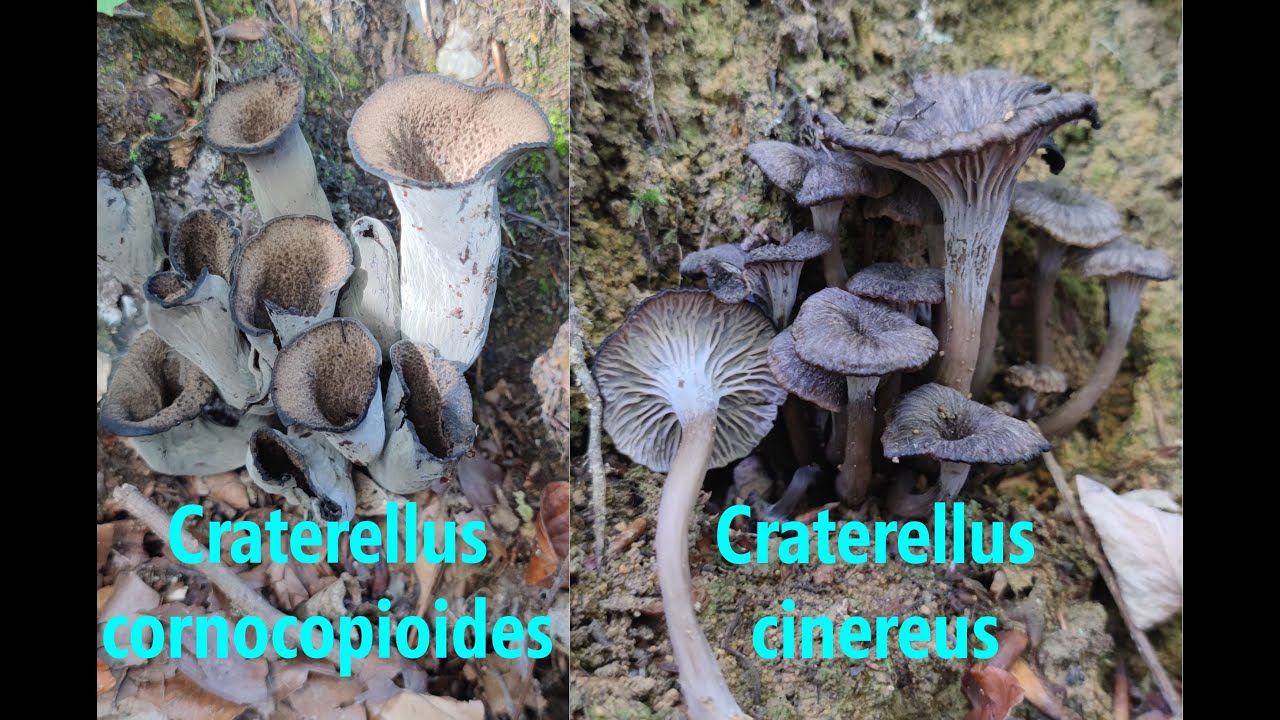 Crne trube Craterellus cornucopioides i pepeljare lisičarke Craterellus ...