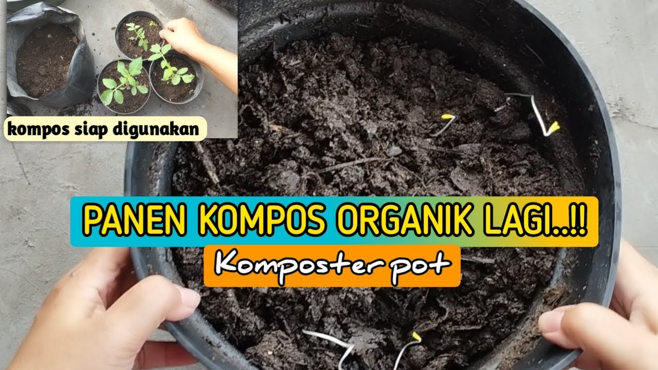 Panen KOMPOS lagi, Komposter dari pot - YouTube