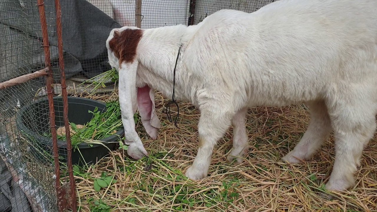 Gulabi goats breed - YouTube