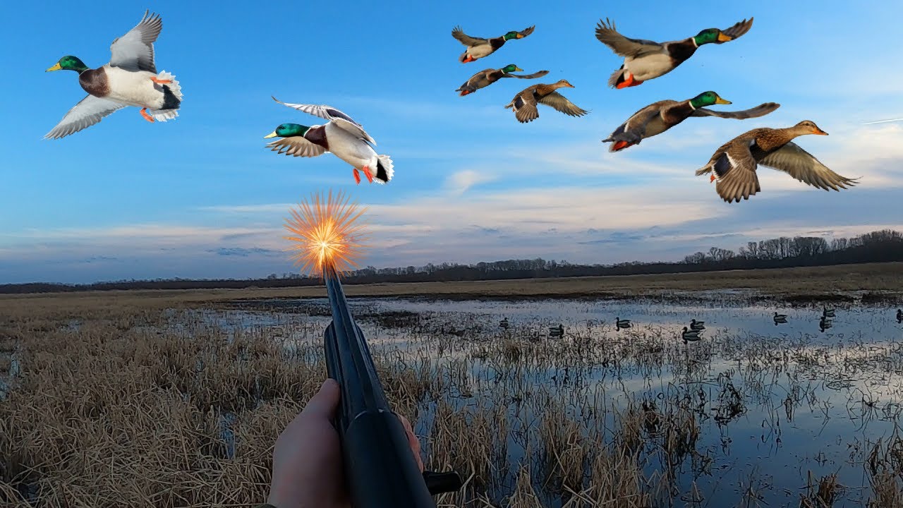 Duck Hunting - Afternoon MALLARD SMASH!! On PUBLIC Land!! (Scouting ...