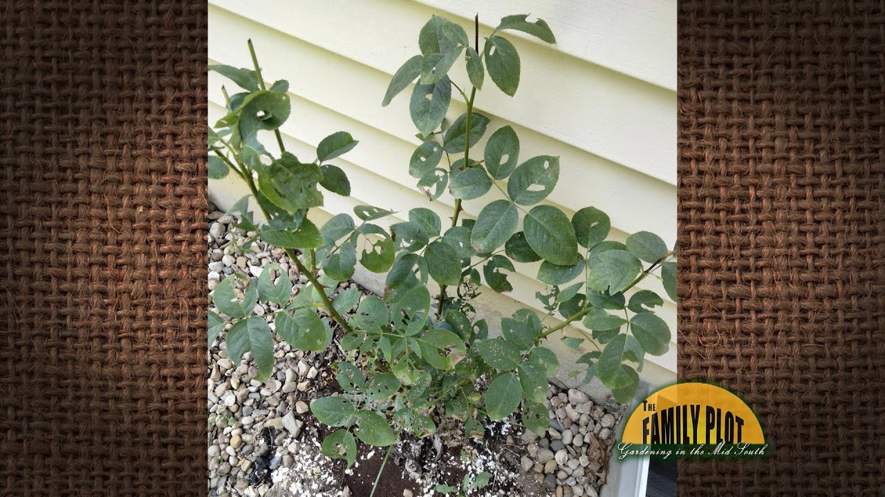 Q&A - My rose has holes in the leaves and does not produce flowers like ...