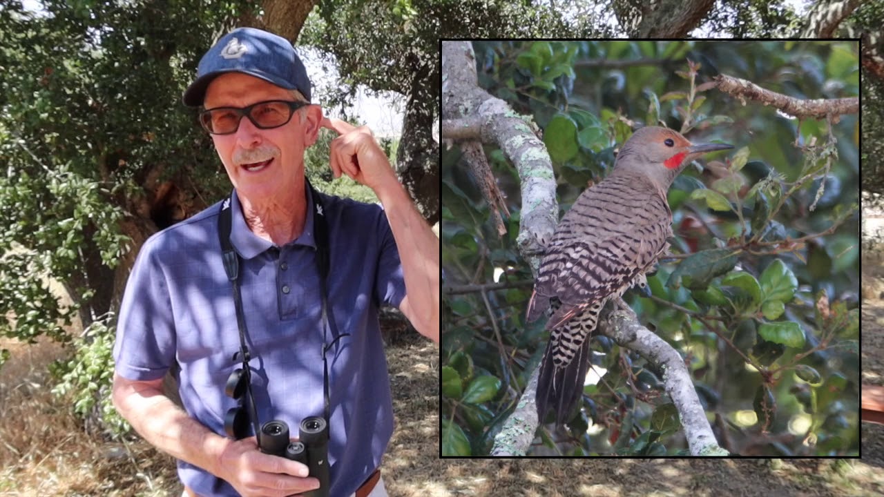 Birding with John - YouTube