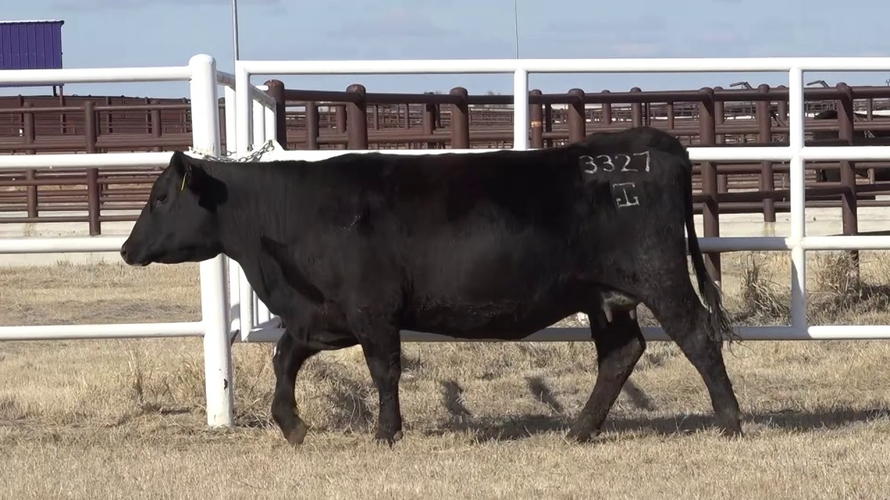 Lot 448, G A R Sure Fire 3327 - YouTube