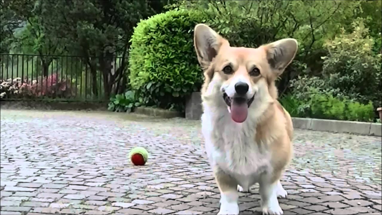 Penny Corgi - Happy fetch - YouTube