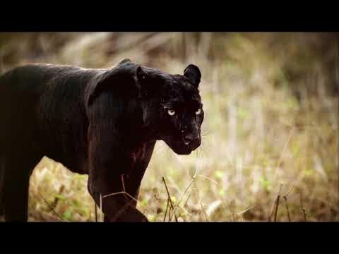 Starting 2 Sunday | Big Cats | National Geographic MENA - YouTube