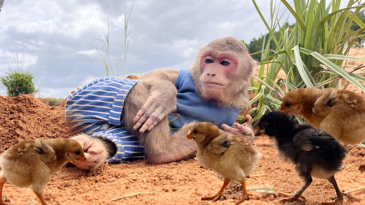 Monkey Max Becomes Chicken Babysitter – Heartwarming Moments ️ - YouTube
