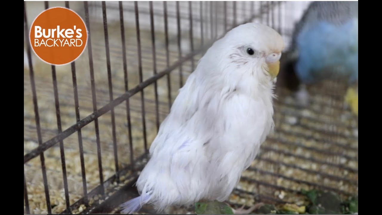 French Moult in Budgies follow up & the lost vaccine - YouTube