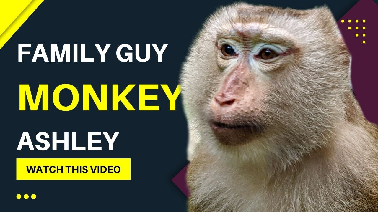 Ashley Monkey Dissatisfied After Losing Two Members Moments - YouTube