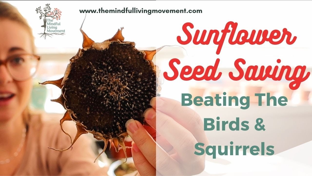 Sunflower Seed Saving: Immature & Rotten Seed Identification - YouTube