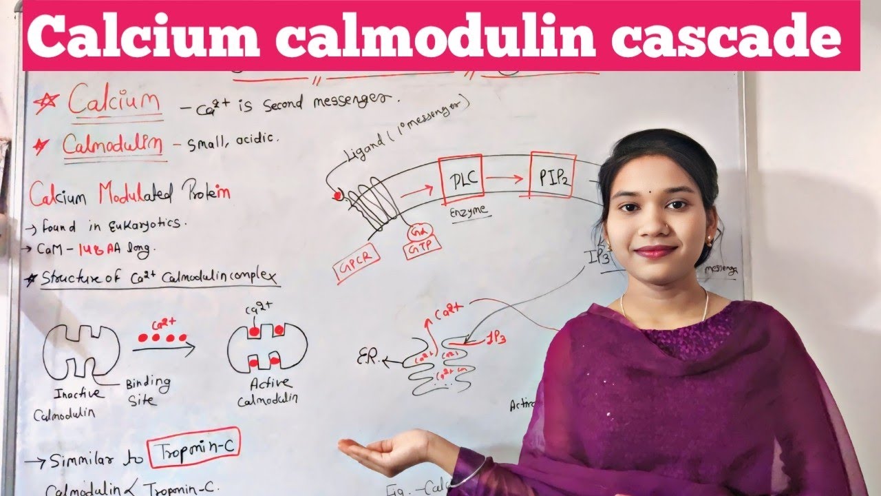 calcium calmodulin cascade || calcium calmodulin pathway in hindi ...