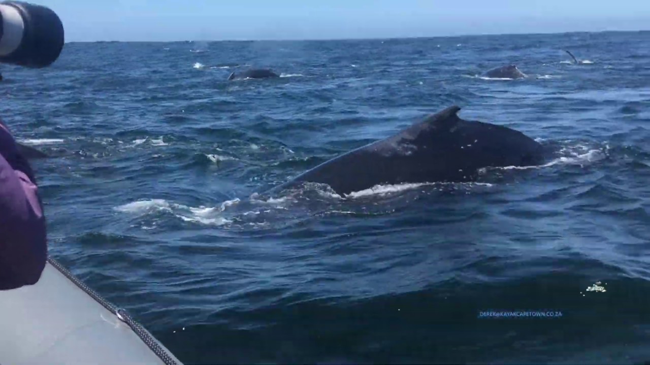 Humpback Whale Superpod - YouTube