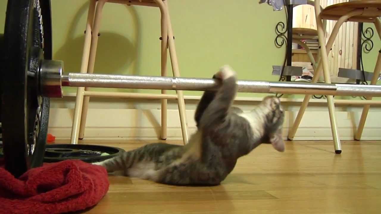 Rambo The Cat Pumping Iron - YouTube