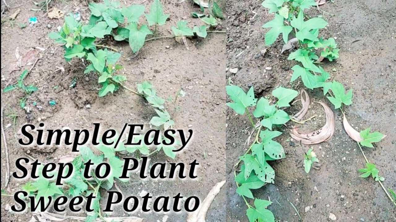 Simpleng paraan ng pagtatanim ng kamote o sweet potato - YouTube