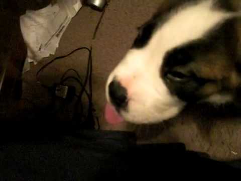 nom nom nom = puppy goes chomp chomp chomp!!! hehe - YouTube