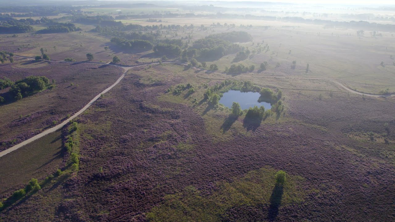 Balloërveld Heide - augustus 2022 - YouTube