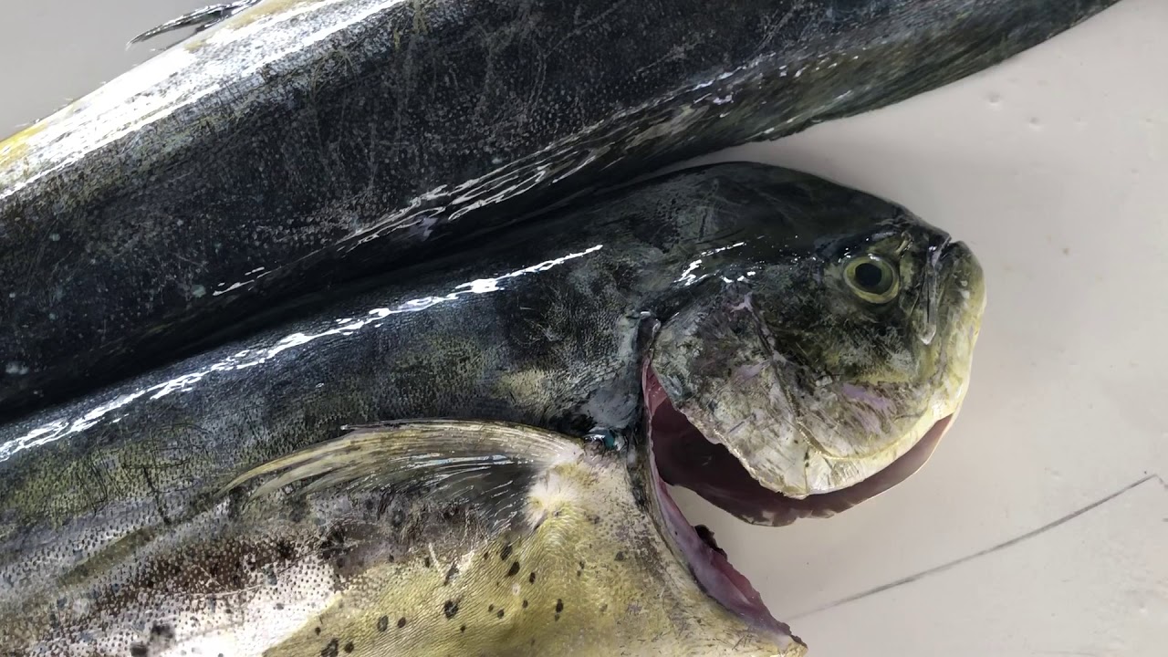 Mahi-mahi or Common Dolphinfish (Coryphaena hippurus) Fresh off boat ...