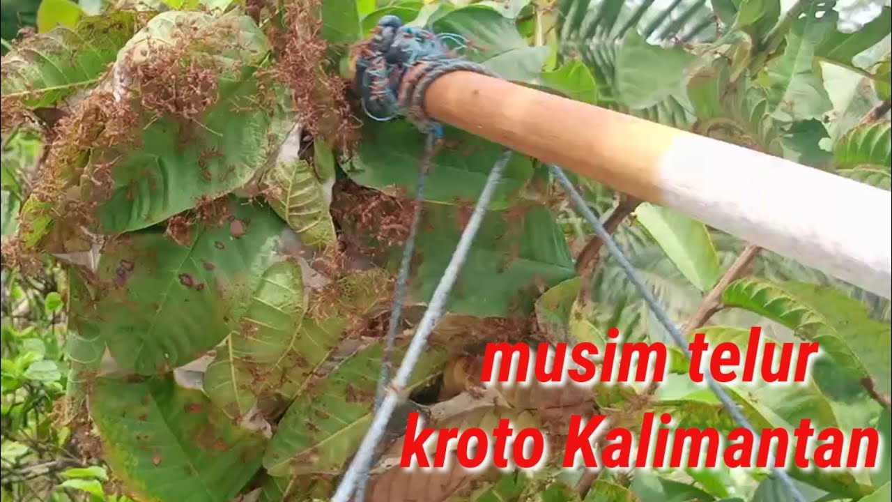 musim nya angkrang bikin sarang pendek" - YouTube