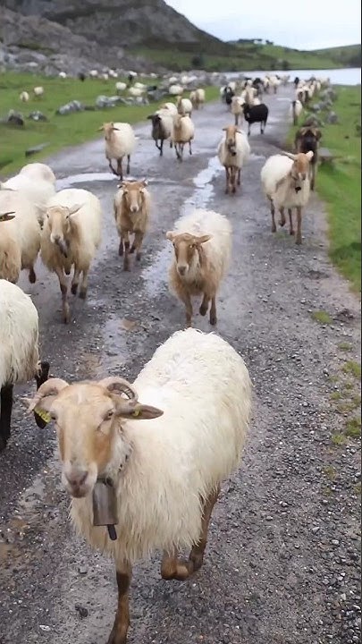 Sheep Sound 🐑 | SHEEP #shorts - YouTube