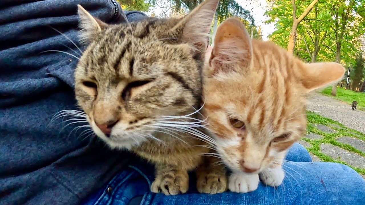 When TWO Stray Cats Just WON'T Leave Me Alone! - YouTube