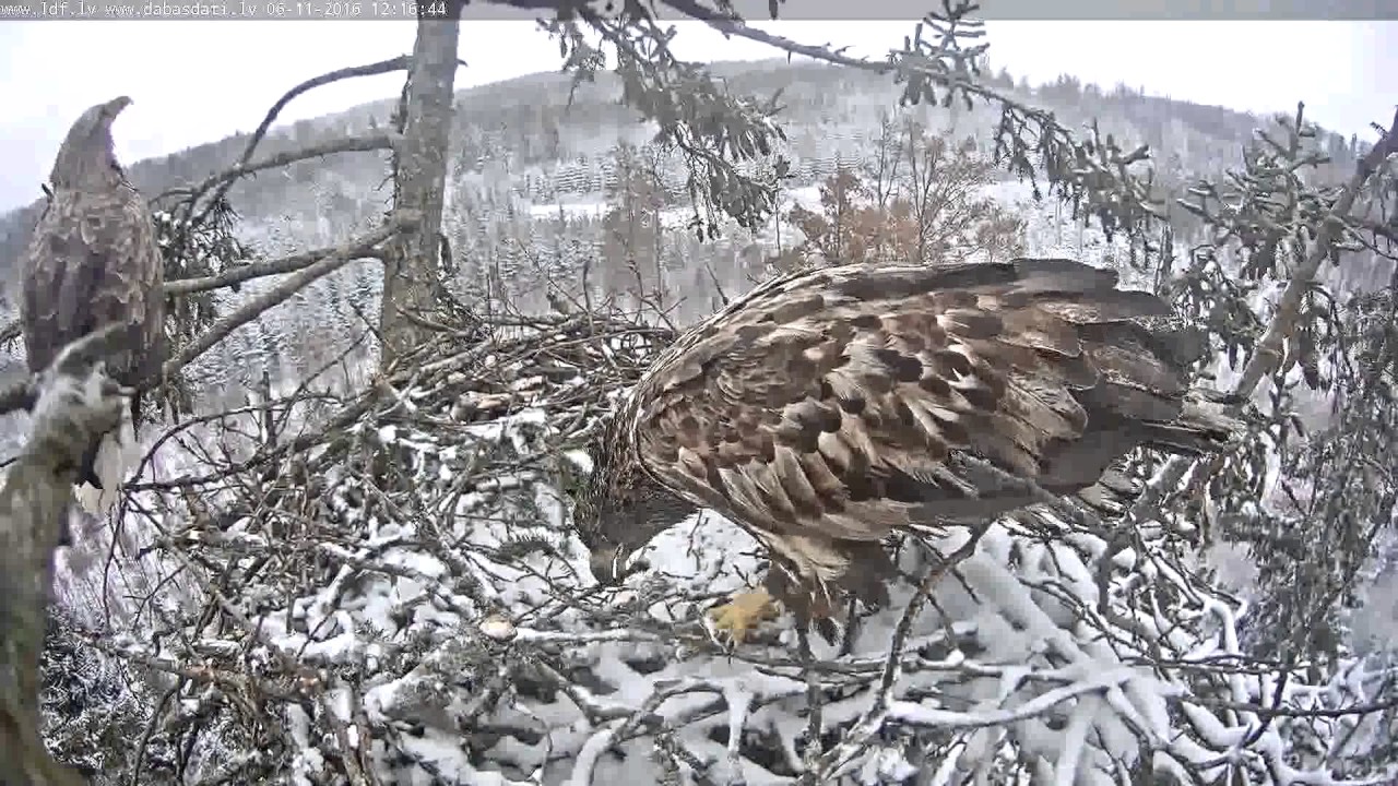 Latvian WTEs~Strange eagles' visit, probably adult male & juvenile ...