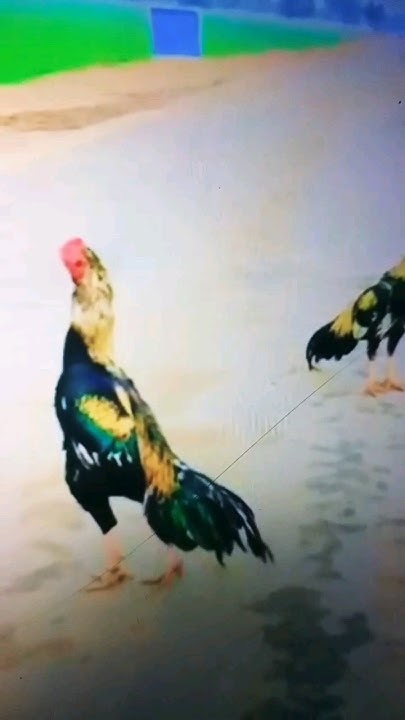 Java murga fighting ke liye taiyar - YouTube