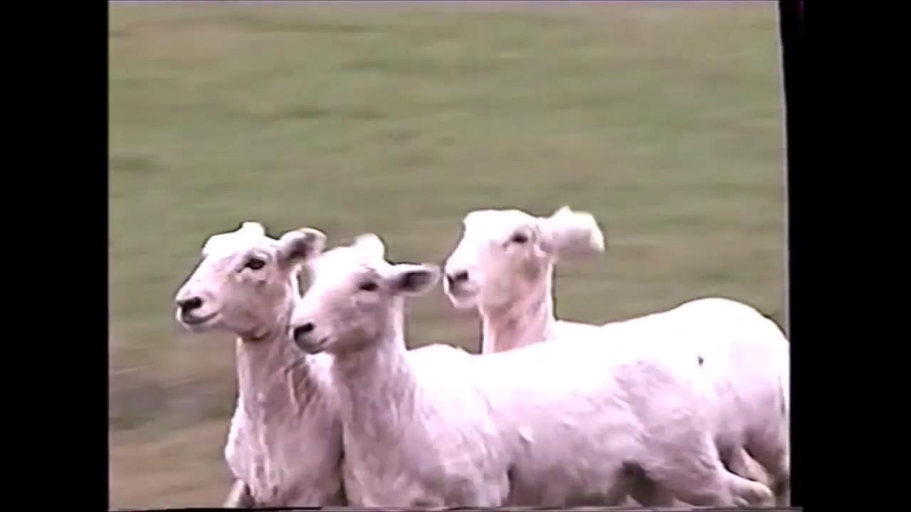 New Zeland Rotorua - Rainbow Farm - Sheep Show - Sheep Shearing 2.3. ...