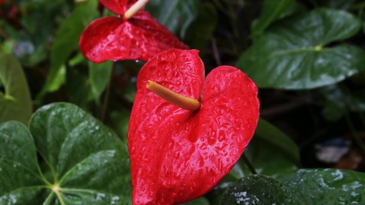 💖💖POCO SOL Y BELLAS PLANTAS//Jardinería InnJardin - YouTube