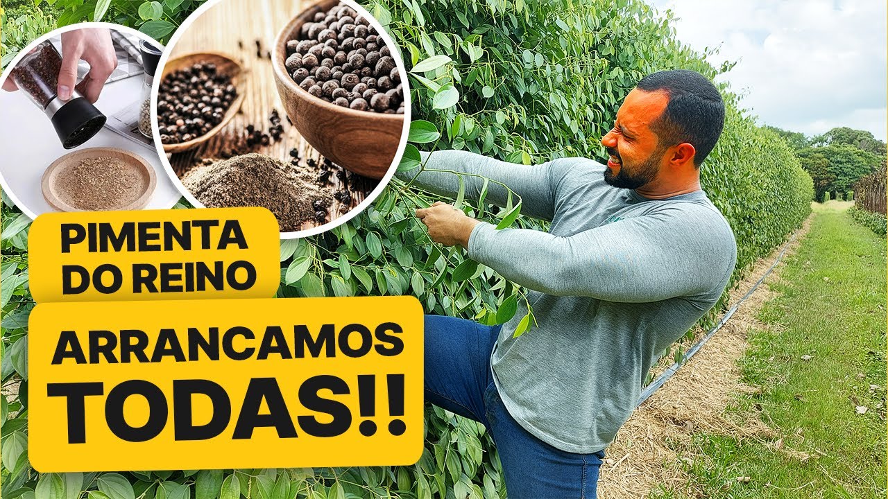Como fazer muda de Pimenta-do-reino? Aprenda a MELHOR técnica | Parte 2 ...