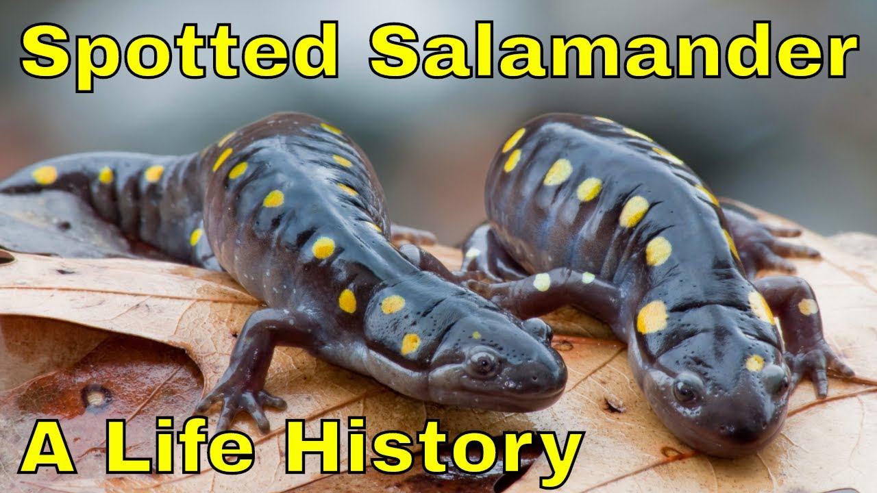 Tiger Salamander Life Cycle