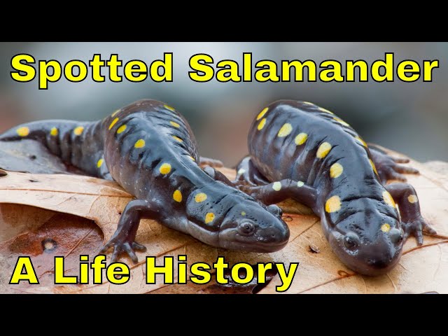 Spotted Salamander Life Cycle
