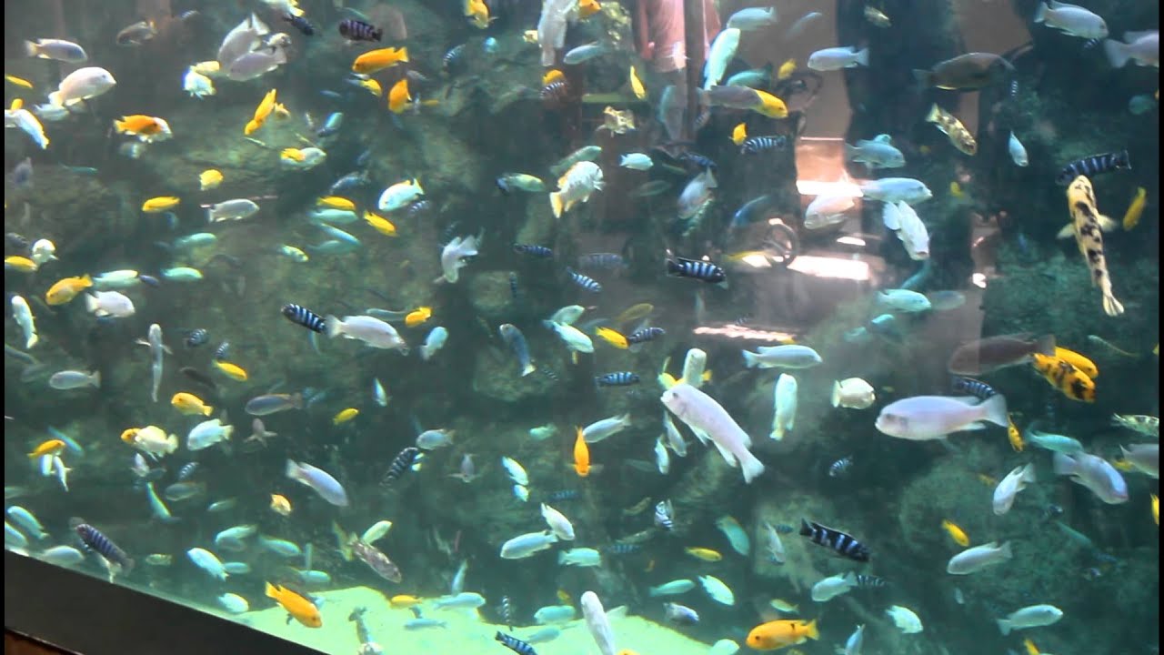 Toronto Zoo African Cichlids - YouTube