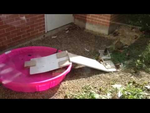 Duck Tries to Escape Baby Pool With its own Ramp - YouTube