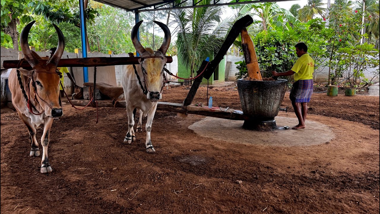 ALMOND | Oil Making | Traditional Method of Badam OIL - YouTube