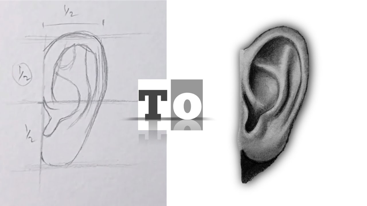 How to Draw EAR (Side View) for Beginners Step by Step - YouTube