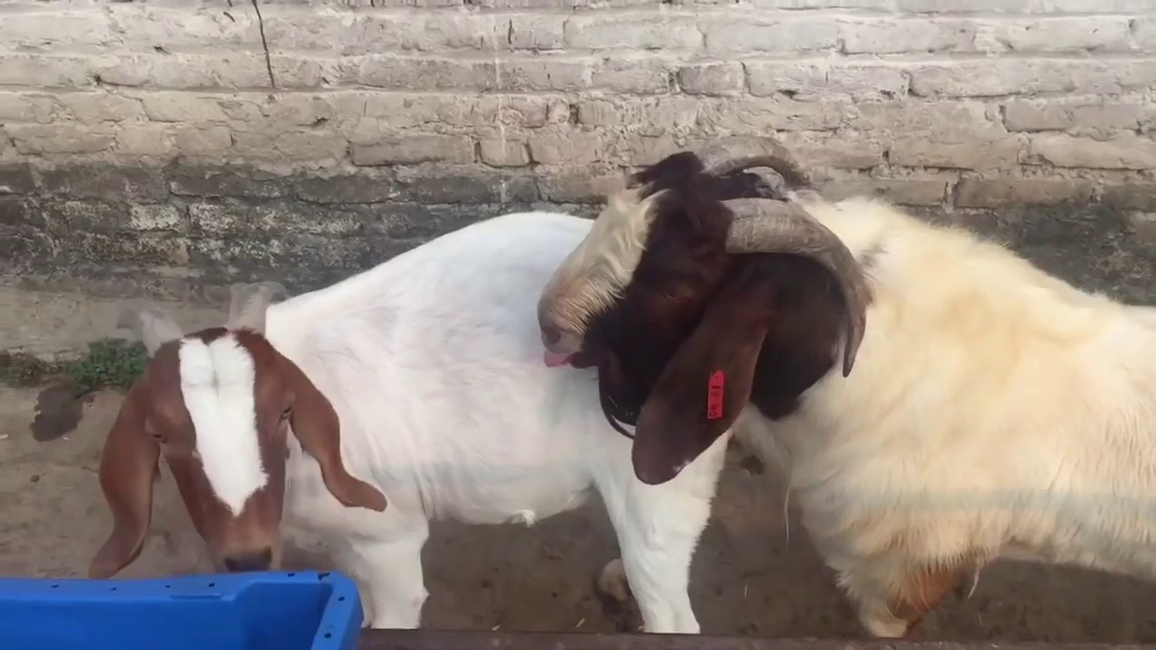 Goat mating goat sixs goat barding bakri caras bakri coras_HD - YouTube