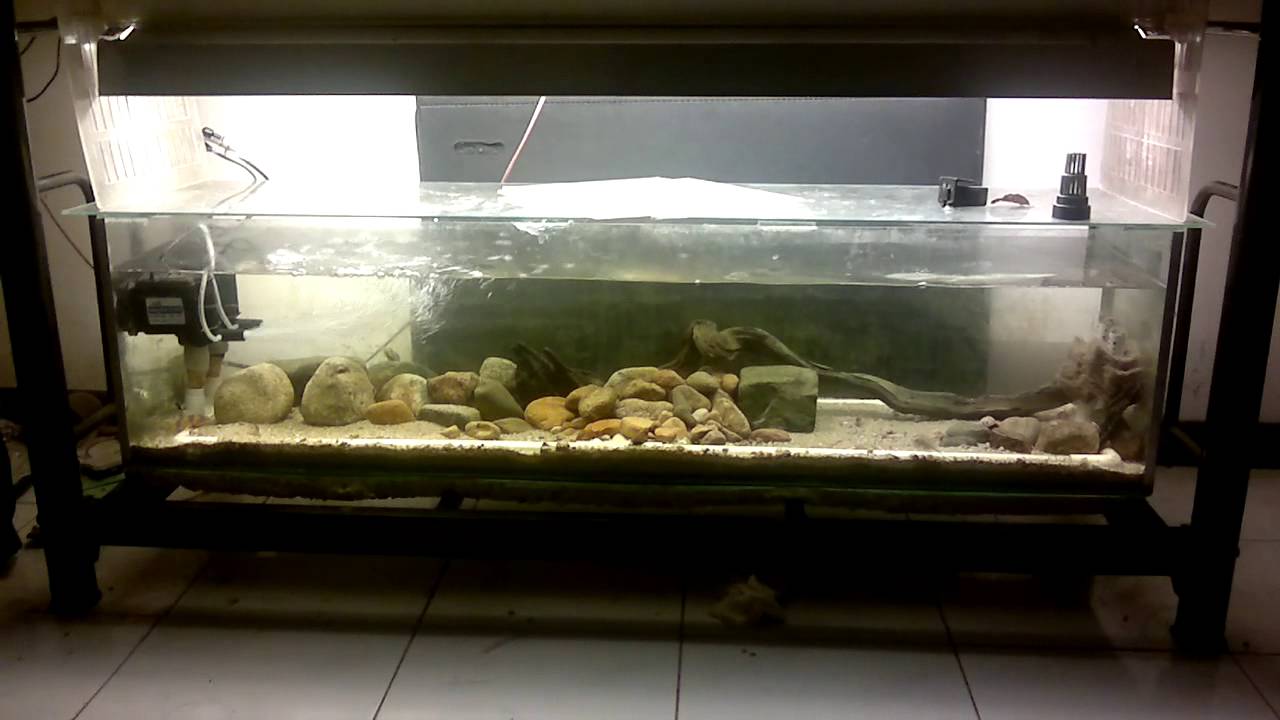 Hillstream Set-up with Loaches - YouTube