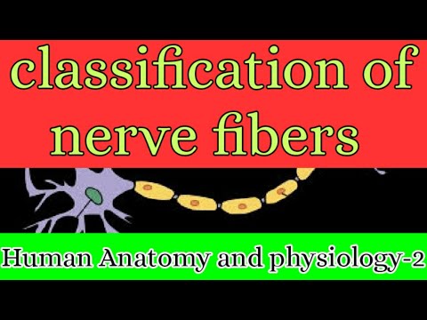 Classification of nerve fibers || Erlanger and Grasser's classification ...