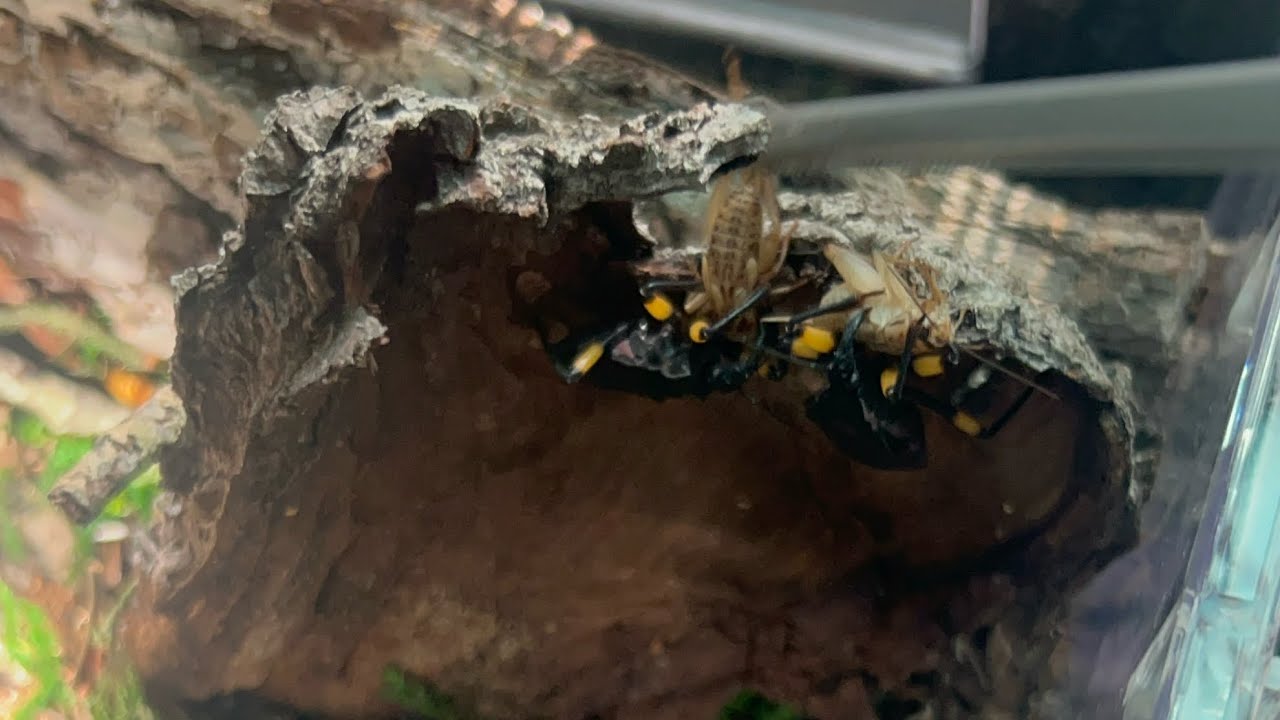 Assassin Bugs eating #feeding - YouTube