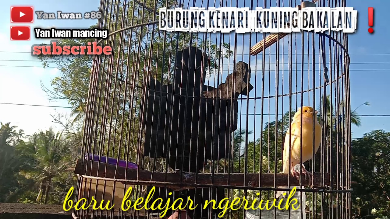 BURUNG KENARI KUNING BAKALAN ! baru belajar ngeriwik - YouTube