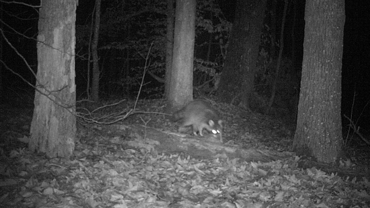 Virginia Wildlife Random Trail Cam - YouTube