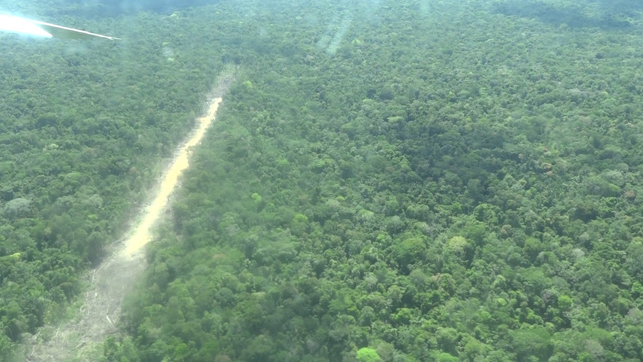 Advierten sobre avance de la deforestación en bosques de Ucayali - YouTube