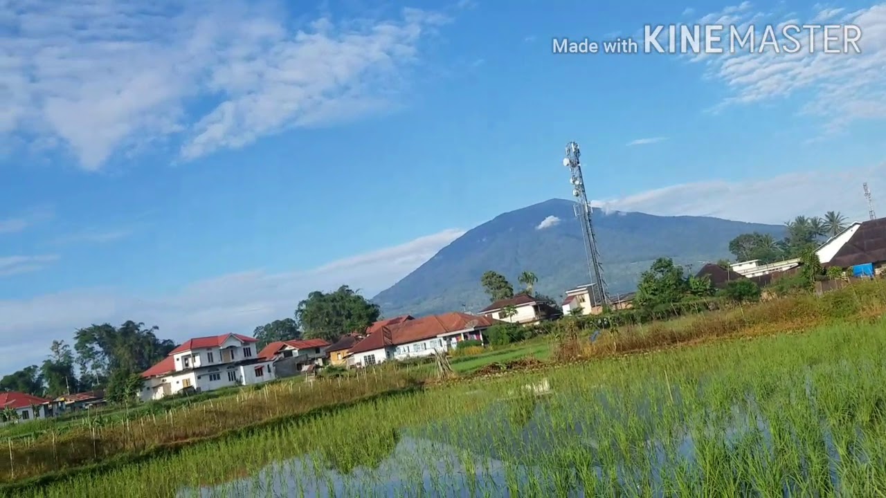 Tanam padi sebatang dari awal sampai siap untuk di panen - YouTube