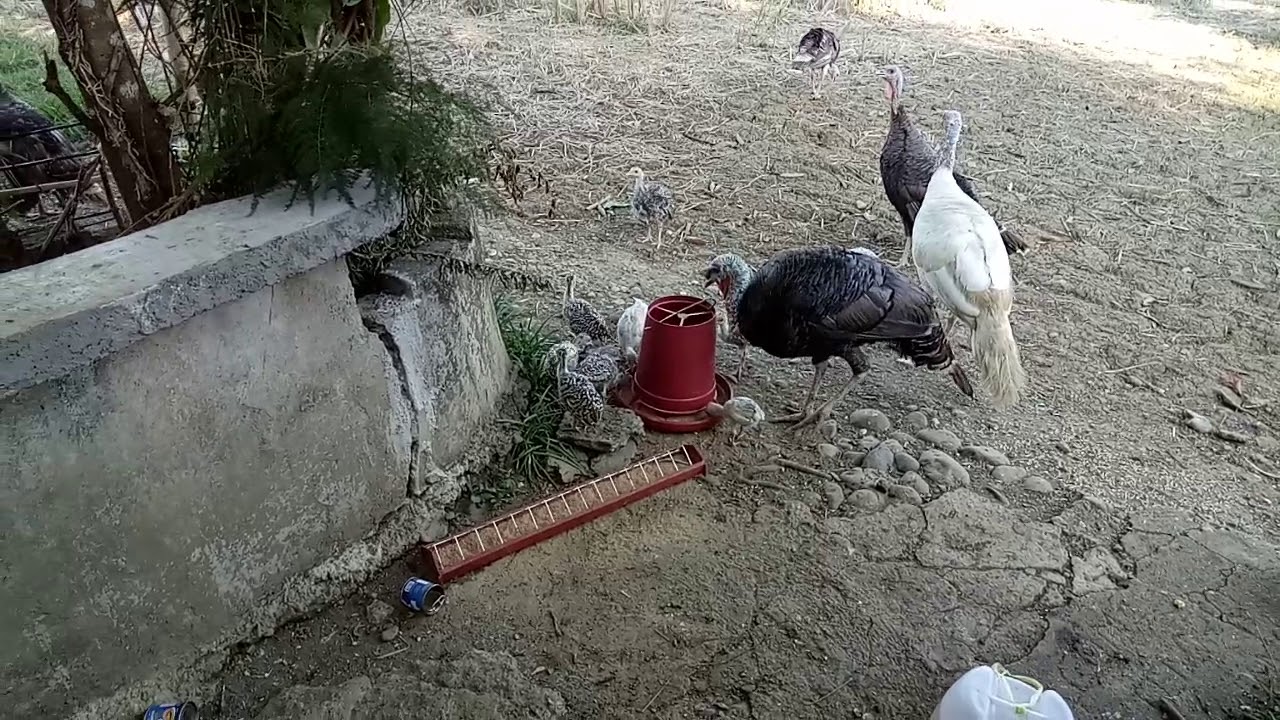 The right feeds for Turkey (Pabo) - YouTube