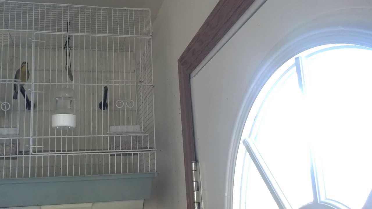 GREEN SINGER X CANARY, SINGING EURASIAN SKYLARK SONG (HYBRID/MULE ...