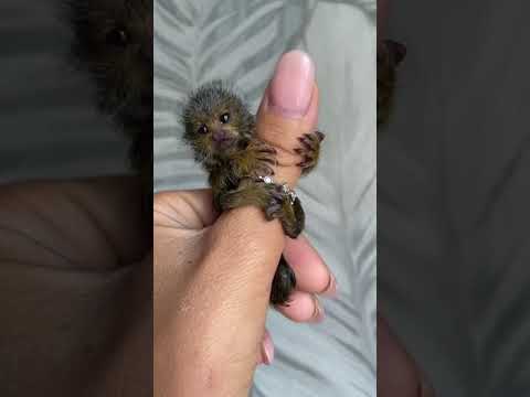 Yeni Doğan Parmak Maymun 🙈🙈