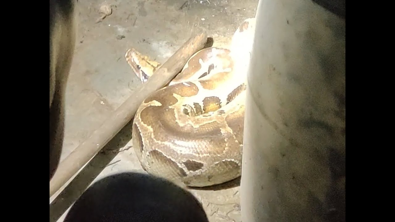 ular sawa darah Python curtus breitensteini Steindachner Python curtus 婆罗洲短尾蟒 ...