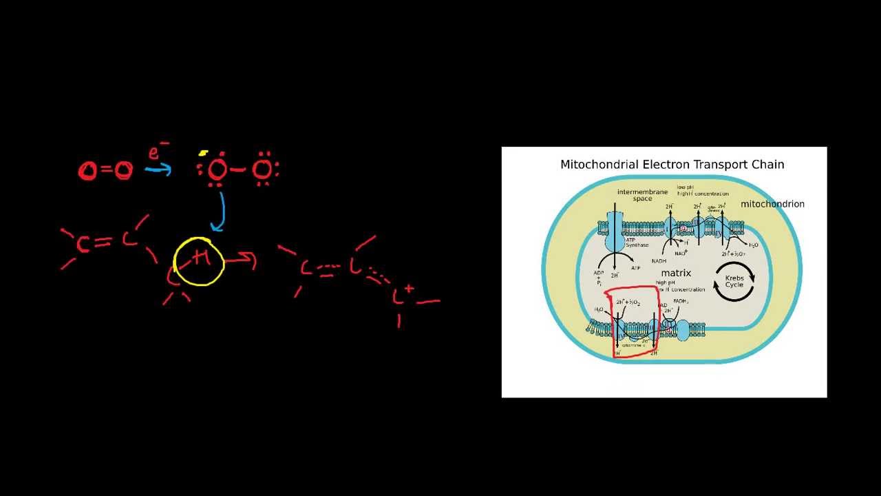 Old Free Radical Theory of Aging - YouTube