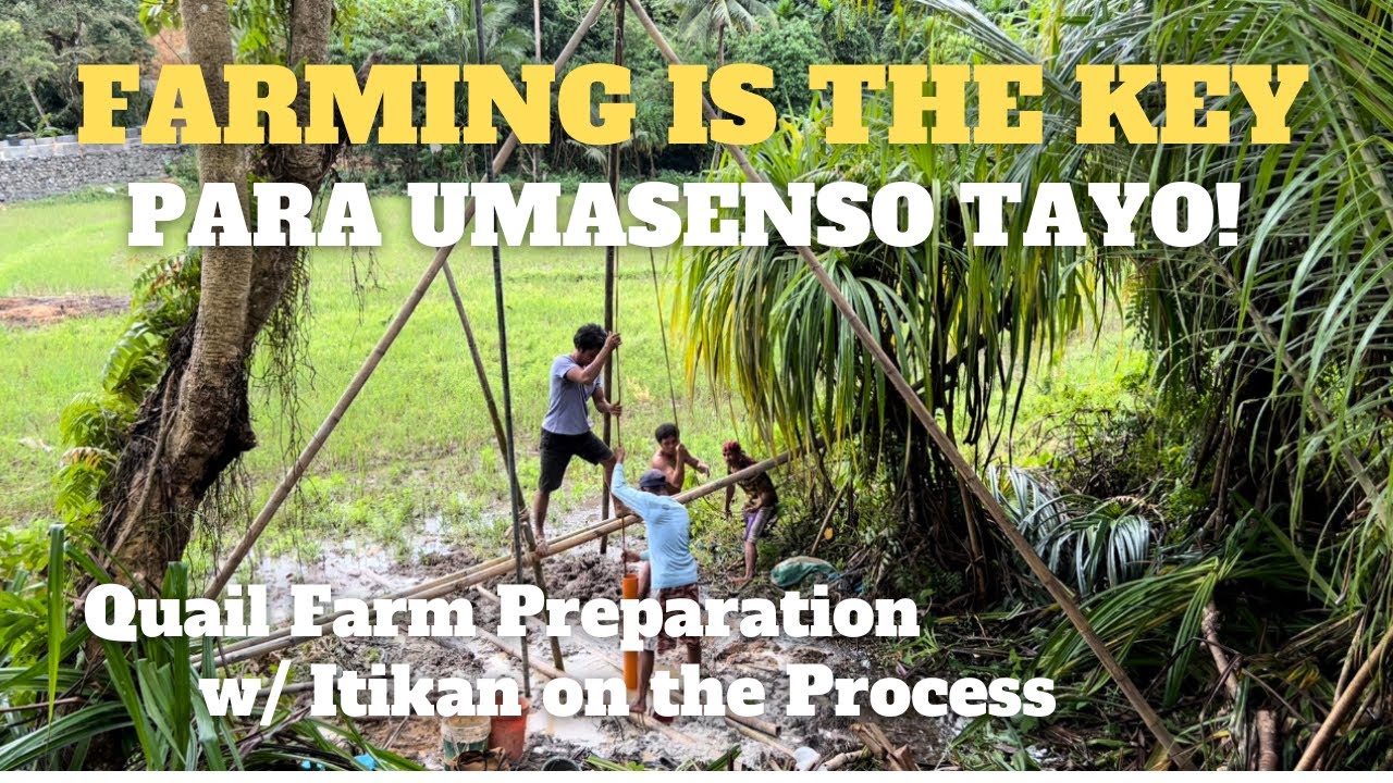 QUAIL FARM PREPARATION W/ ITIKAN ON THE PROCESS | SOLLE'S GANDANG BUHAY ...