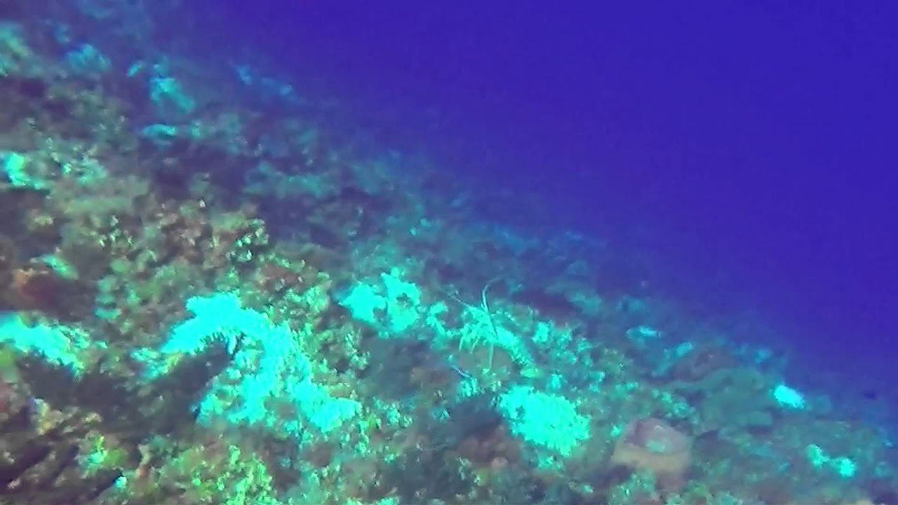 Lobster walking in the open! - YouTube