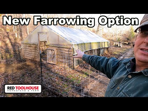 NEW Pig Farrowing Setup in Our HOOP HOUSE